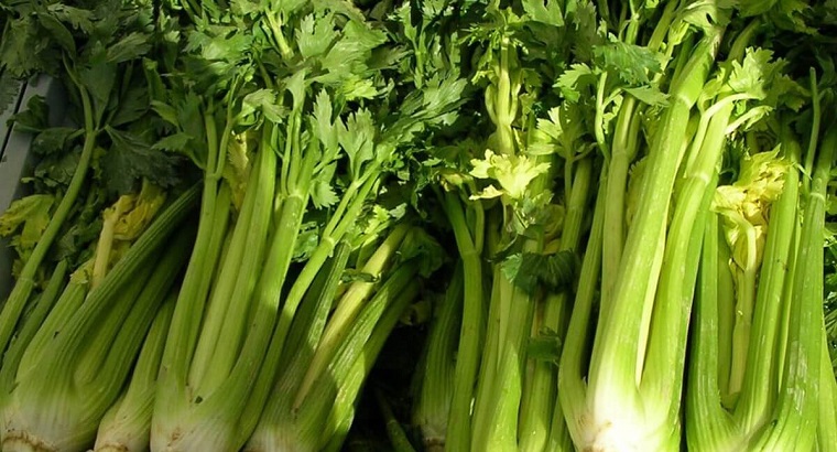 Sedano biologico benefici - Blog PaniereBio