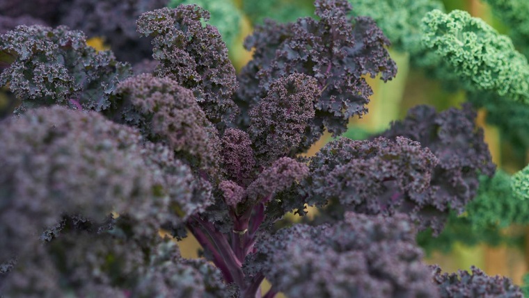 Benefici del Kale (Cavolo Riccio) - Blog PaniereBio